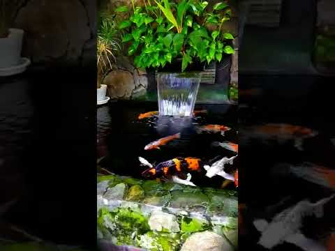 Kolam Koi Kok Kayak Ginii⁉️😱 #koi #kolamkoi #koifish #koilovers #koiindonesia #ikankoi