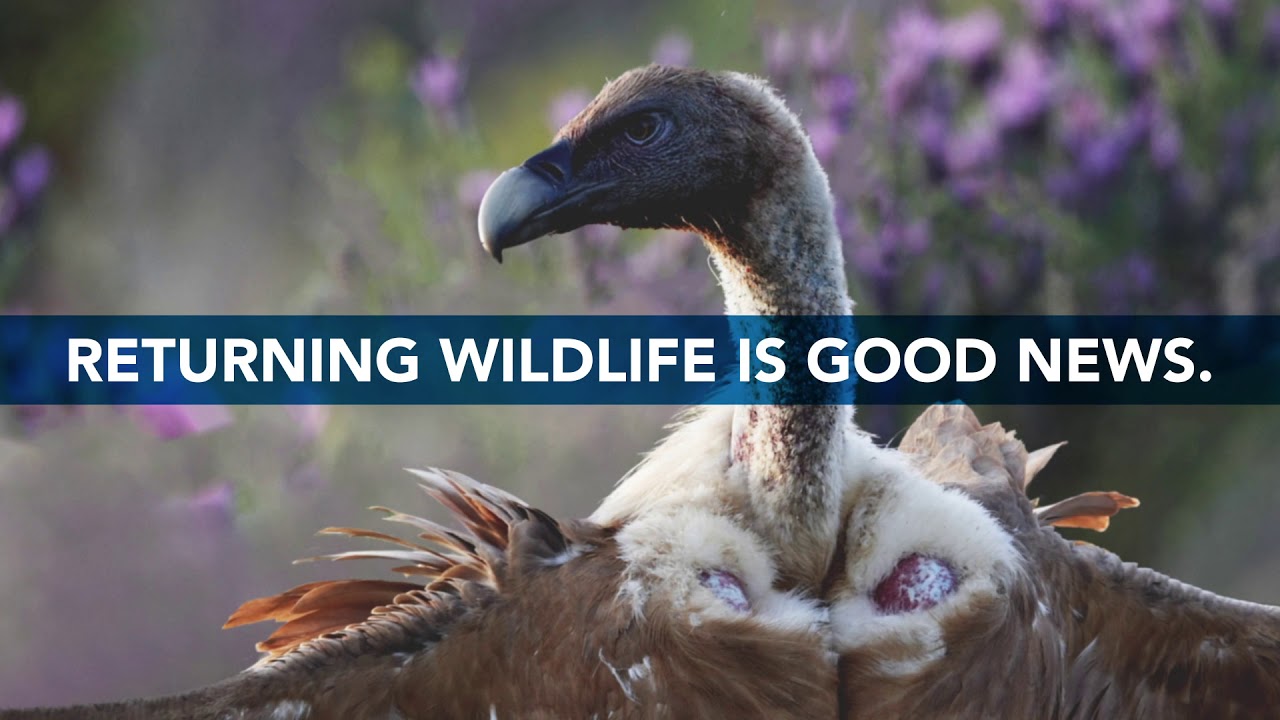 Rewilding can help our nature heal