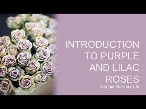 Introduction to Lilac and Purple Roses - Wholesale Flowers UK and Academy ( Triangle Nursery)