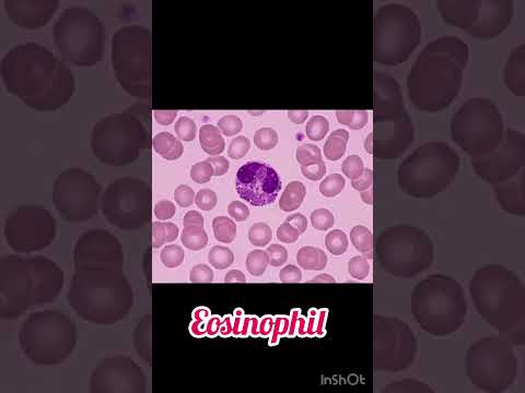 Differential leukocyte count (WBC)  #dlc #microscopy #viralvideos #hematology
