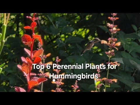 Top 6 Perennials for Hummingbirds in the Garden. National Pollination Month. Part 1