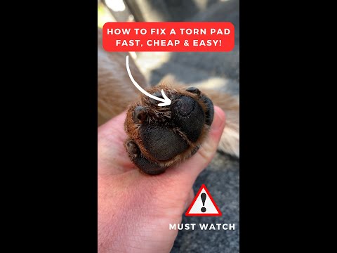 How to Fix a Torn Pad FASY, EASY & CHEAP: No Vet Required