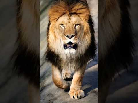 lion pics #shorts #animals #lion