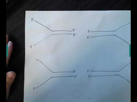 Determining Leading vs Lagging Strands based off of 5' and 3' ends.