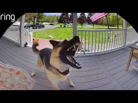 When animals get caught being silly on camera 🤣 Funniest ANIMAL Videos