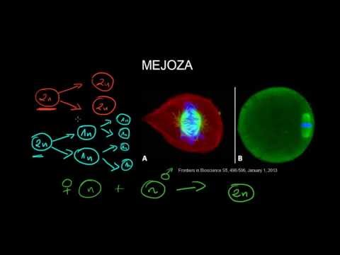 Fazy mejozy I (film) | Mejoza | Khan Academy