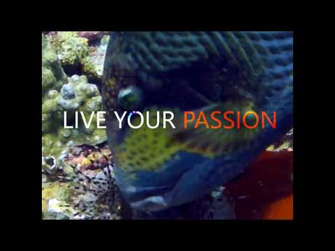 Titan Triggerfish Quick Facts