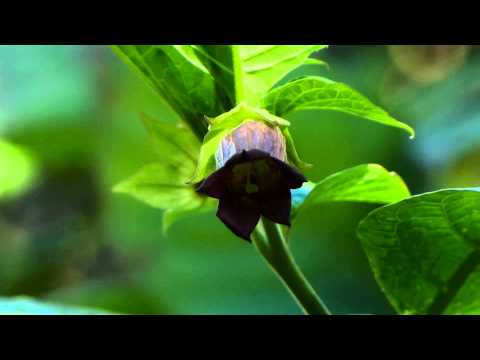 Poisonous Plants '1-2-1' Deadly vs Woody Nightshade