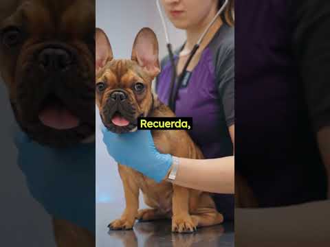 Los TRES MEJORES antibióticos para perros