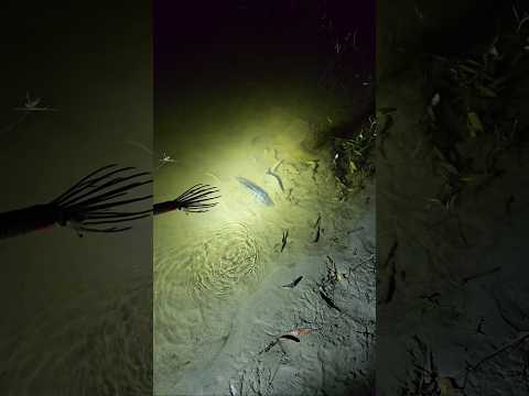 Night Fishing | Traditional Fishing ????#fishing #nightfishing #shorts #shortsfeed #bigfish #video