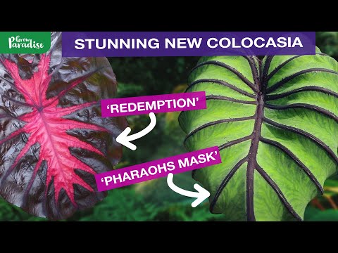 NEW RARE COLOCASIA - 'Pharaohs Mask' & 'Redemption'