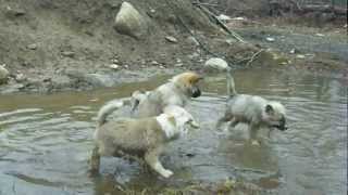 13 Animals Overly Excited About April Showers