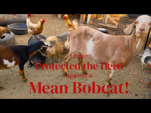 Personal Petting Zoo in Southern California???