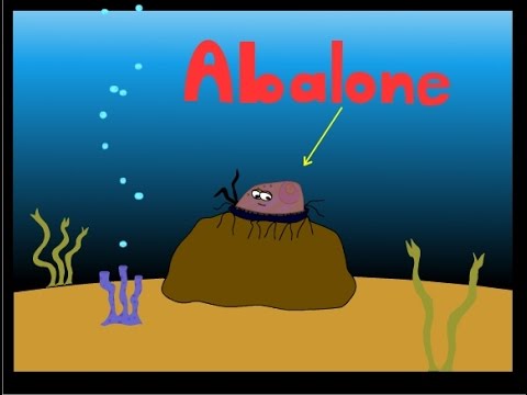 The Meaning of Abalone