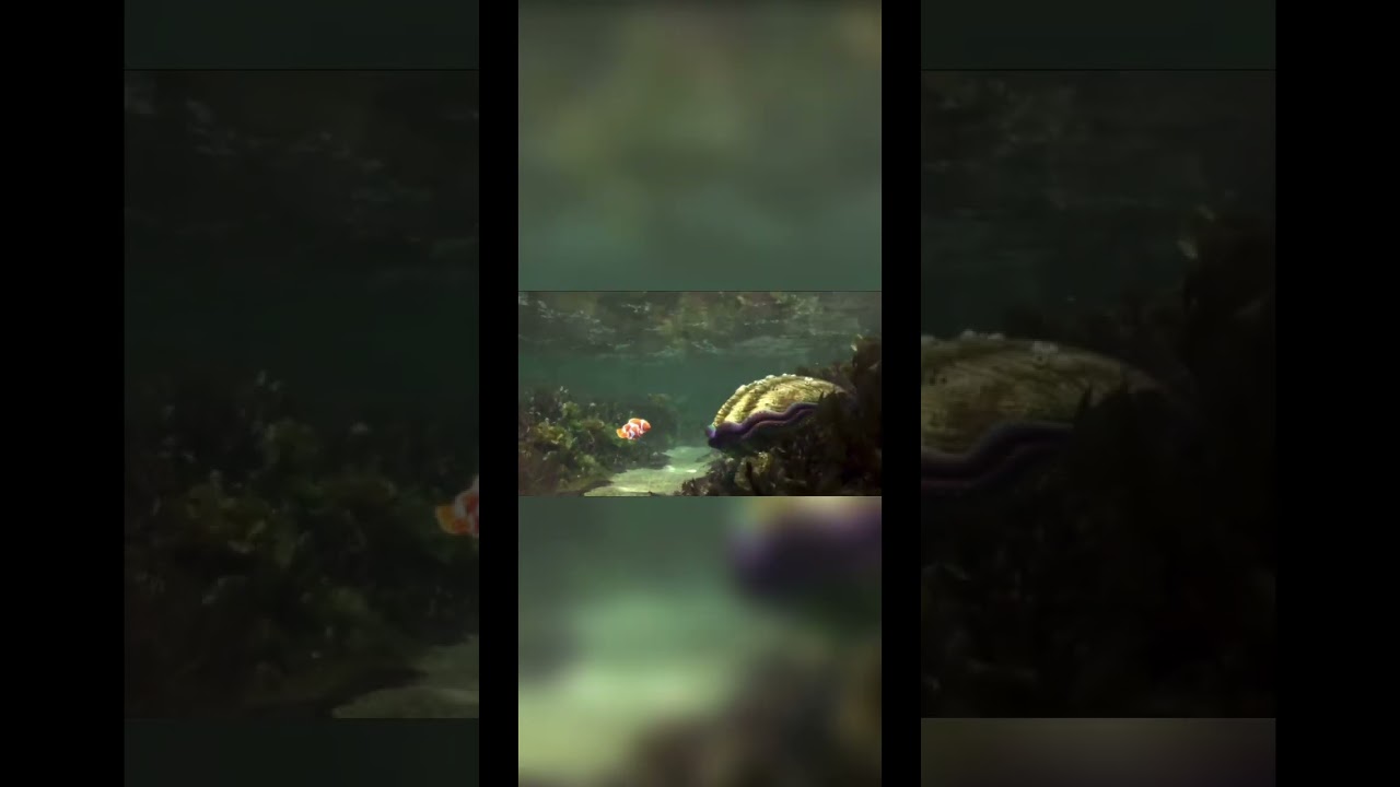 KSAJ- Finding Dory, Talking clam #shellfish