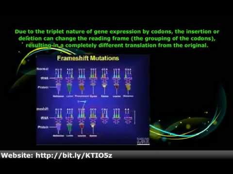Frame-Shift Mutation - College Biology