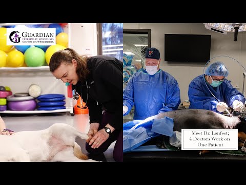 Episode 80: Meet Dr. Lenfest; Four Doctors Work on a Single Patient #veterinarymedicine
