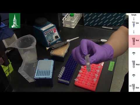 How to easily extract DNA with the QIAGEN DNeasy Blood & Tissue Kit