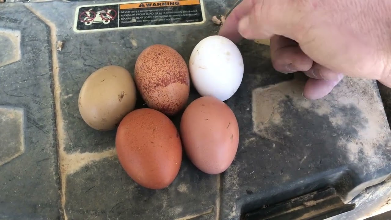 Black copper maran is my number 1 chicken breed. Here is why