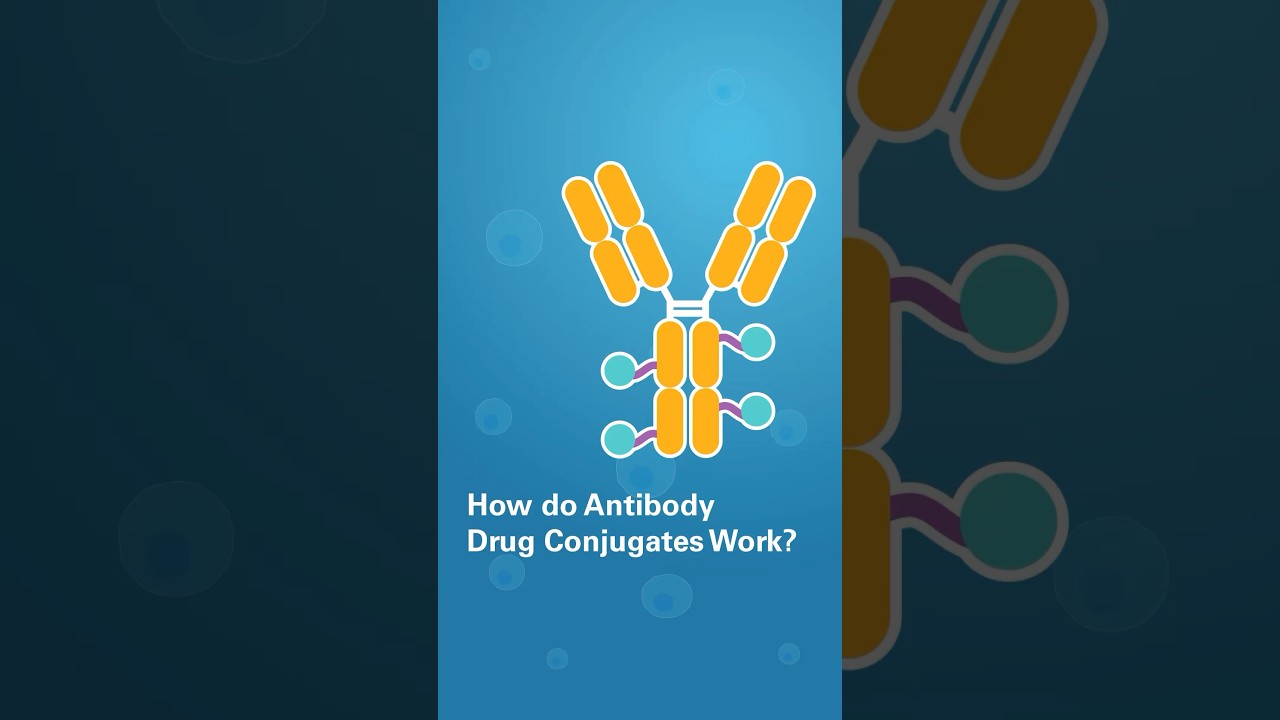 How do Antibody Drug Conjugates Work?