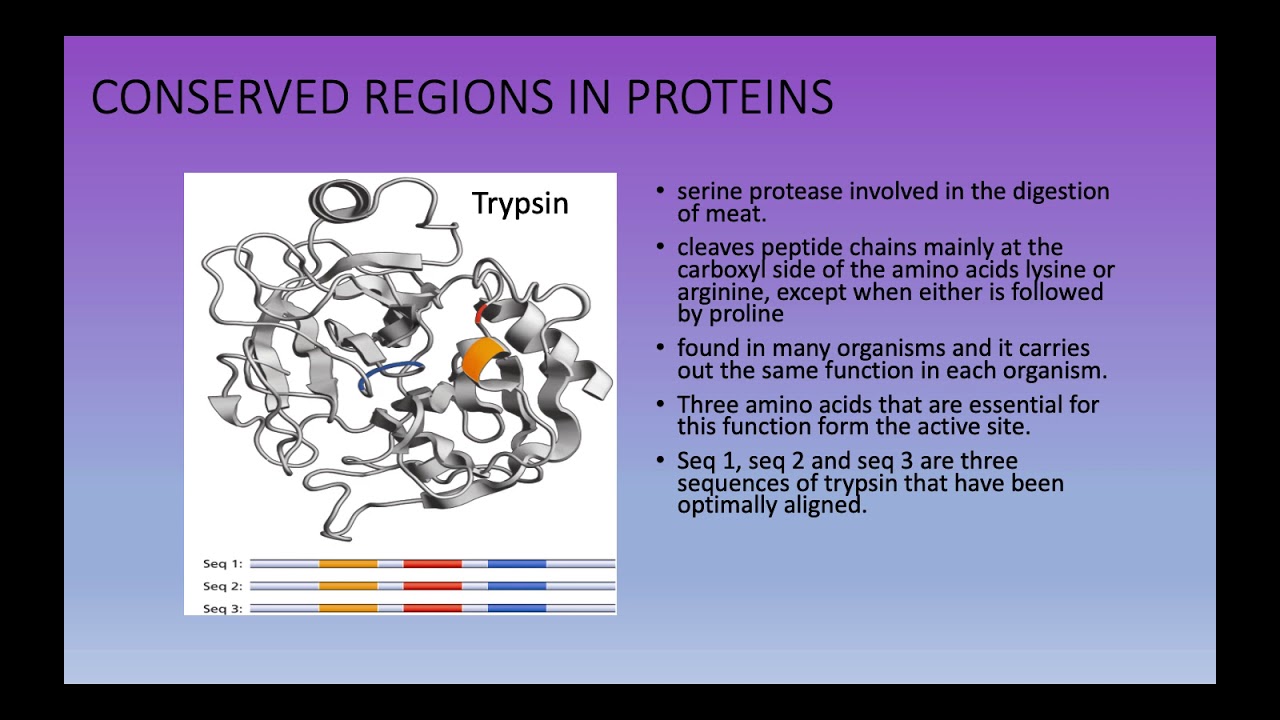 Bioinformatics Lecture 5: Molecular Evolution