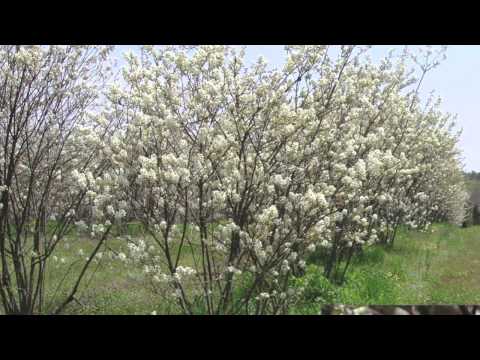 Serviceberry Tree For Sale $1.60