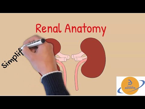 Kidney Anatomy/Renal Structure, Simplified for USMLE, COMLEX & NCLEX.