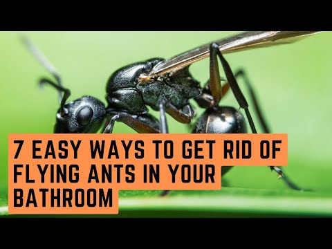 7 Easy Ways to Get Rid of Flying Ants in Your Bathroom