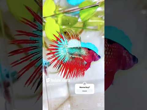 Crown Tail Betta Fish. Premium Quality Aqua dn