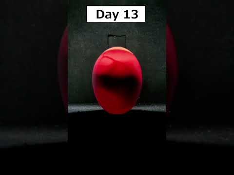 Egg Candling from Day 1 to 21 #eggcandling #candling #egghatching #hatching #youtubeshorts