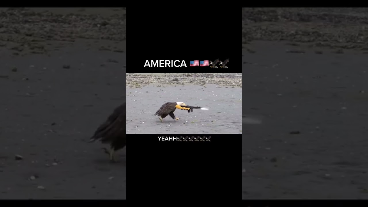 America #america #eagles #guns