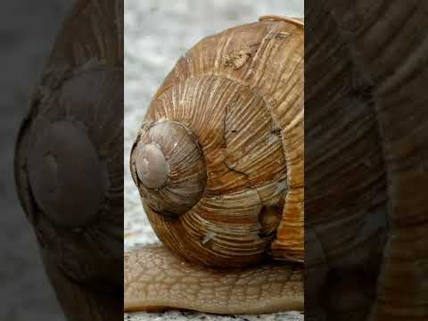 Top #shorts Snail Slime Questions Answered