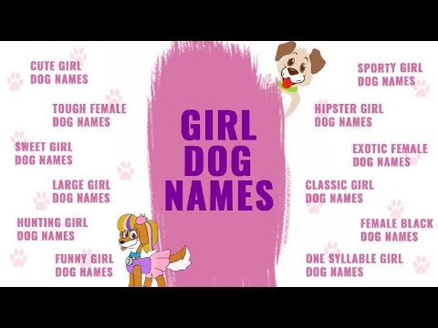 Girl Dog Names | Top Female Dog Names With Vibrant Meanings | Petmoo