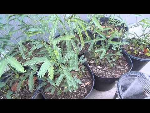 MESQUITE TREE FROM A SEED SONORAN DESERT LANDSCAPING SHADE ARIZONA TX NM DIY HOME FIREWOOD