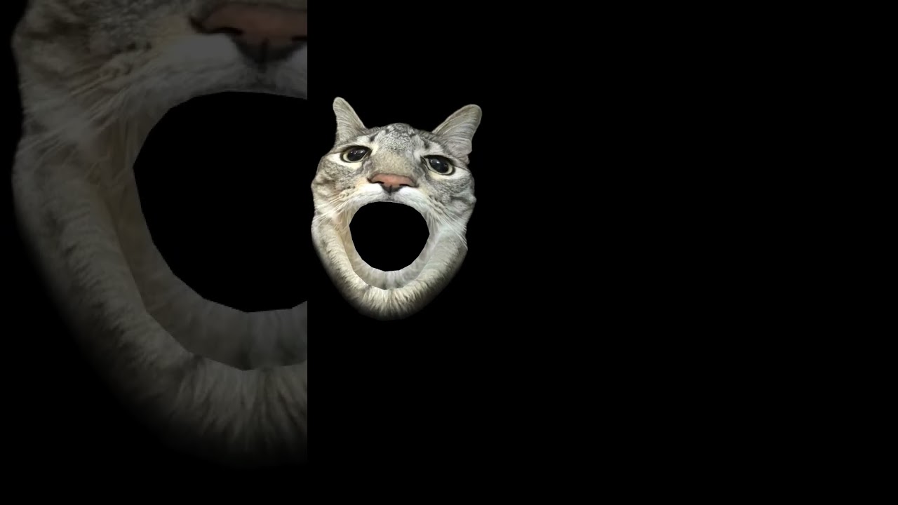 #shorts #cute 💯💯cat💯💯