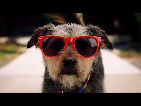 30second funny dog 202506061939 v0wgf