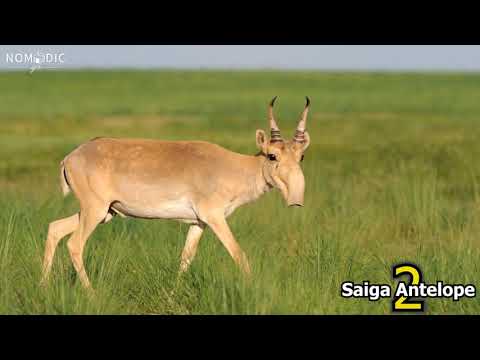 Top 5 Mongolian wild animals – Wildlife Mongolia