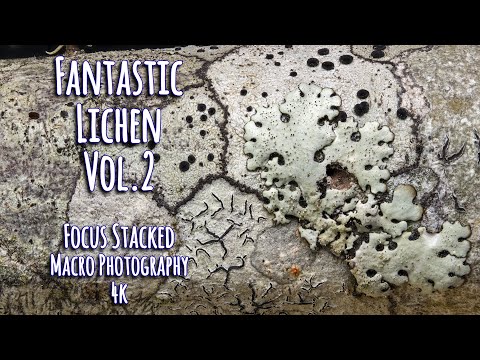 Fantastic Lichen! Vol.2 4k Unique Macro Shots