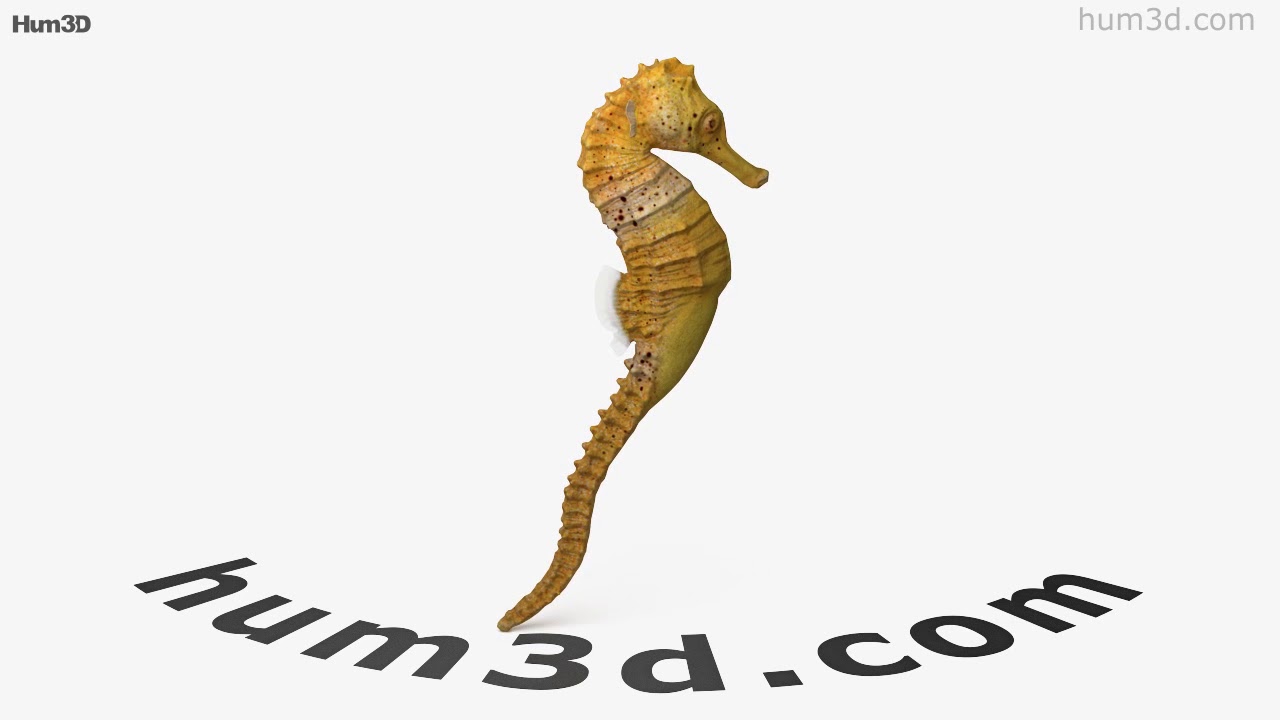 Seahorse 3D model by 3DModels.org