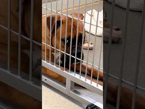 Boxer won't trust until this happens...
