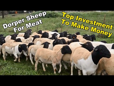 Dorper Sheep Farm For Meat - Top Investment To Easy Make Money