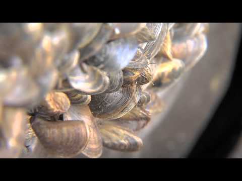 Lakes and Ponds: Texas Aquatic Science- Chapter 9