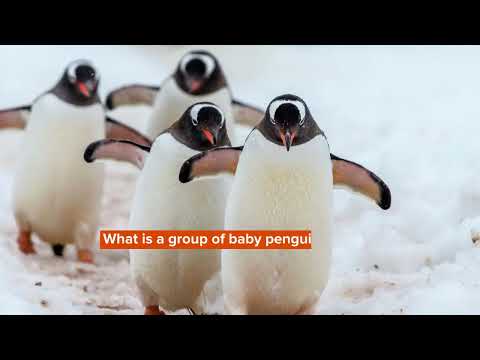 What Is A Group Of Penguins Called? Fun Facts You May Not Know