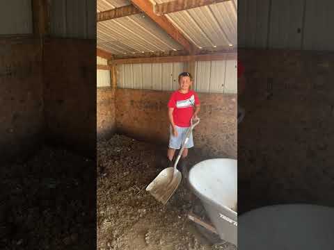 Horse chores. Mucking stalls