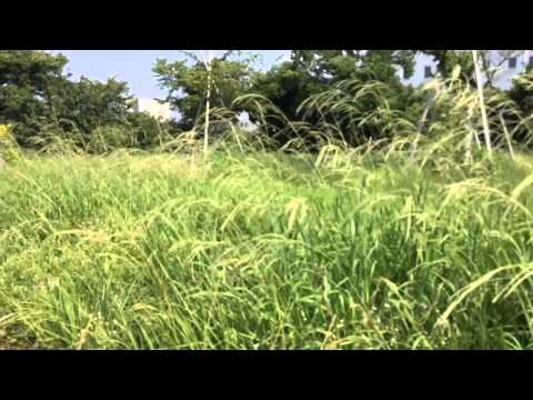 Jungle of a Japanese Park