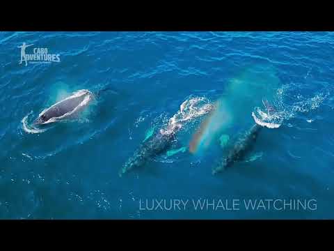 Luxury Catamaran Whale-Watching Tour in Cabo San Lucas | Witness the Majestic Humpback Whales!