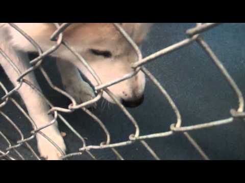 KILL DATE: 6-10 KENNEL ID#A172564