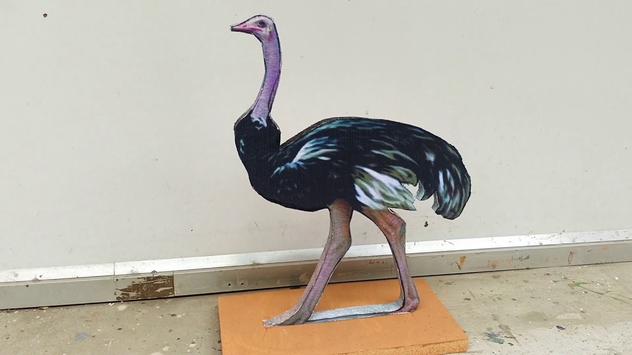 School Project - Bird Ostrich Model