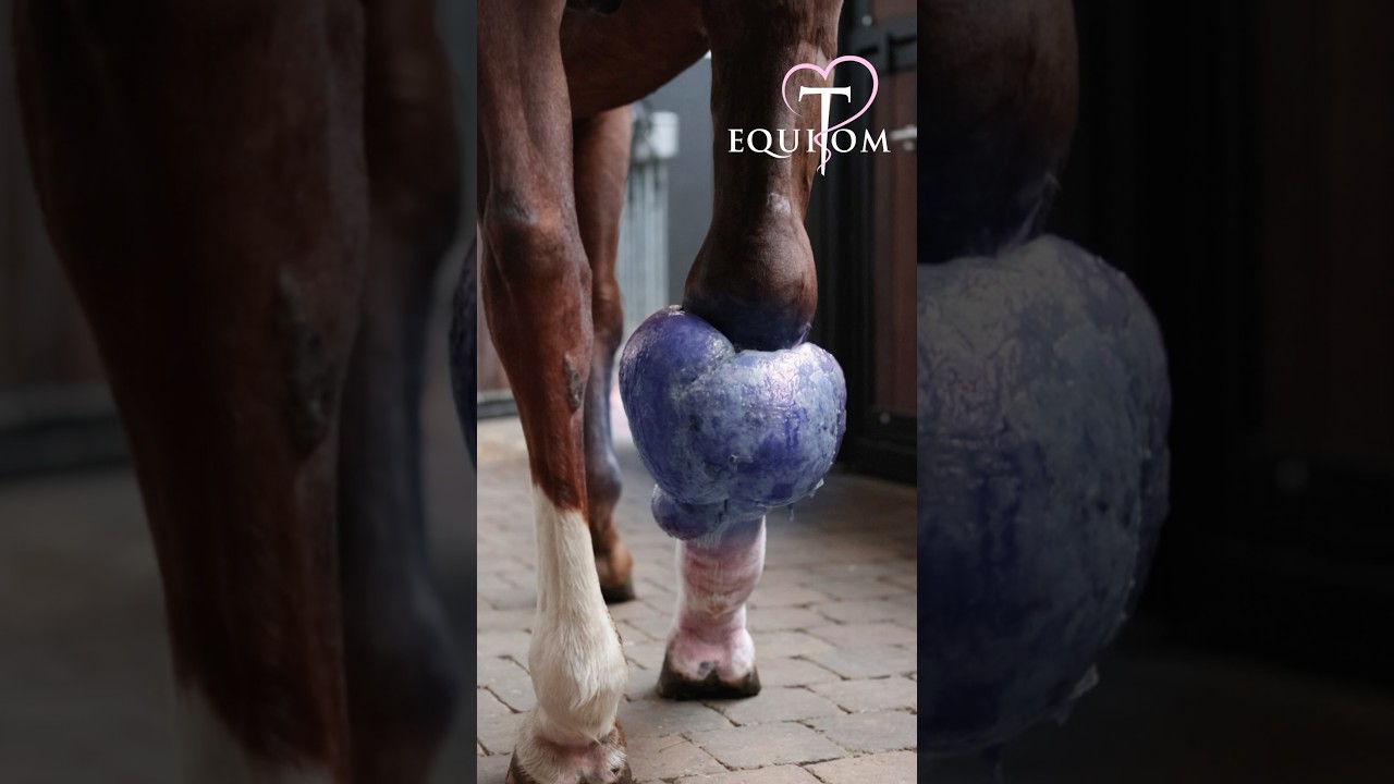 Voici Gold: un cheval sauvé par une association, avec une masse impressionnante à la jambe.