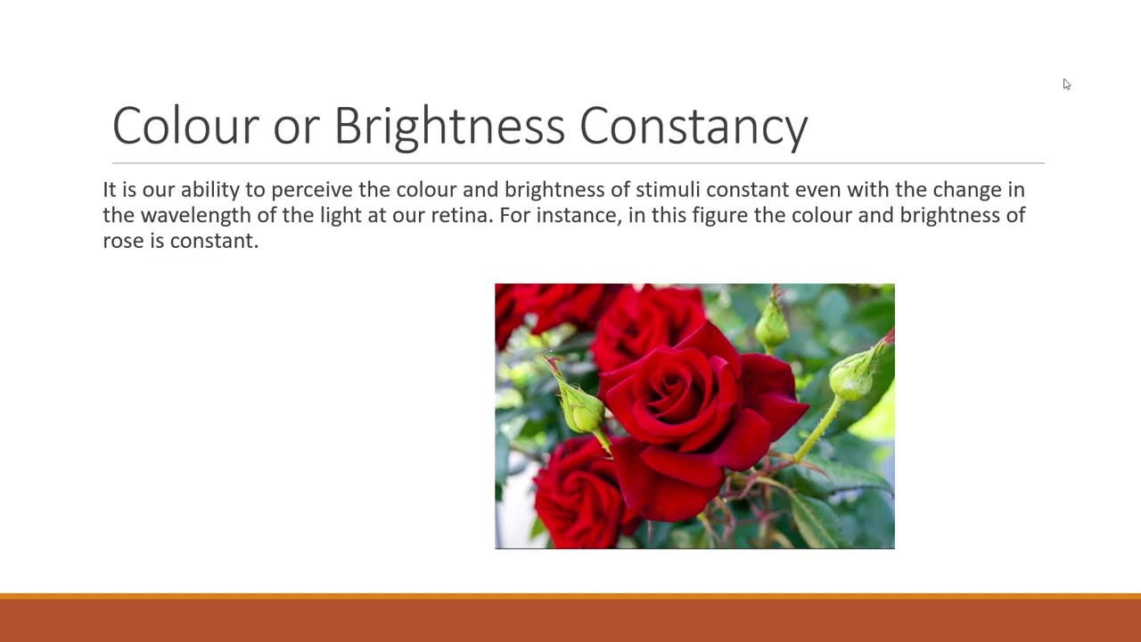 Perceptual Constancy